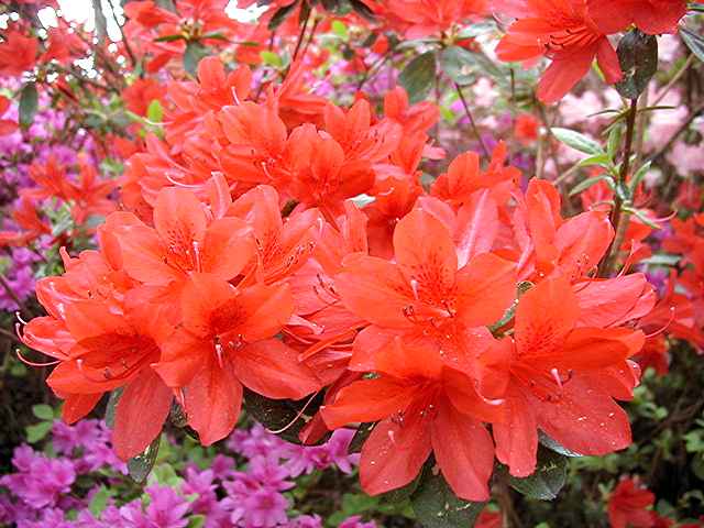 2Ltr Azalea "Addy Wery" - Product Details