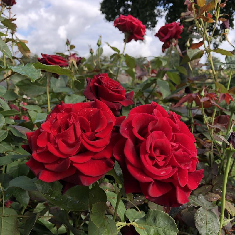 Claret - Hybrid Tea - Product Details