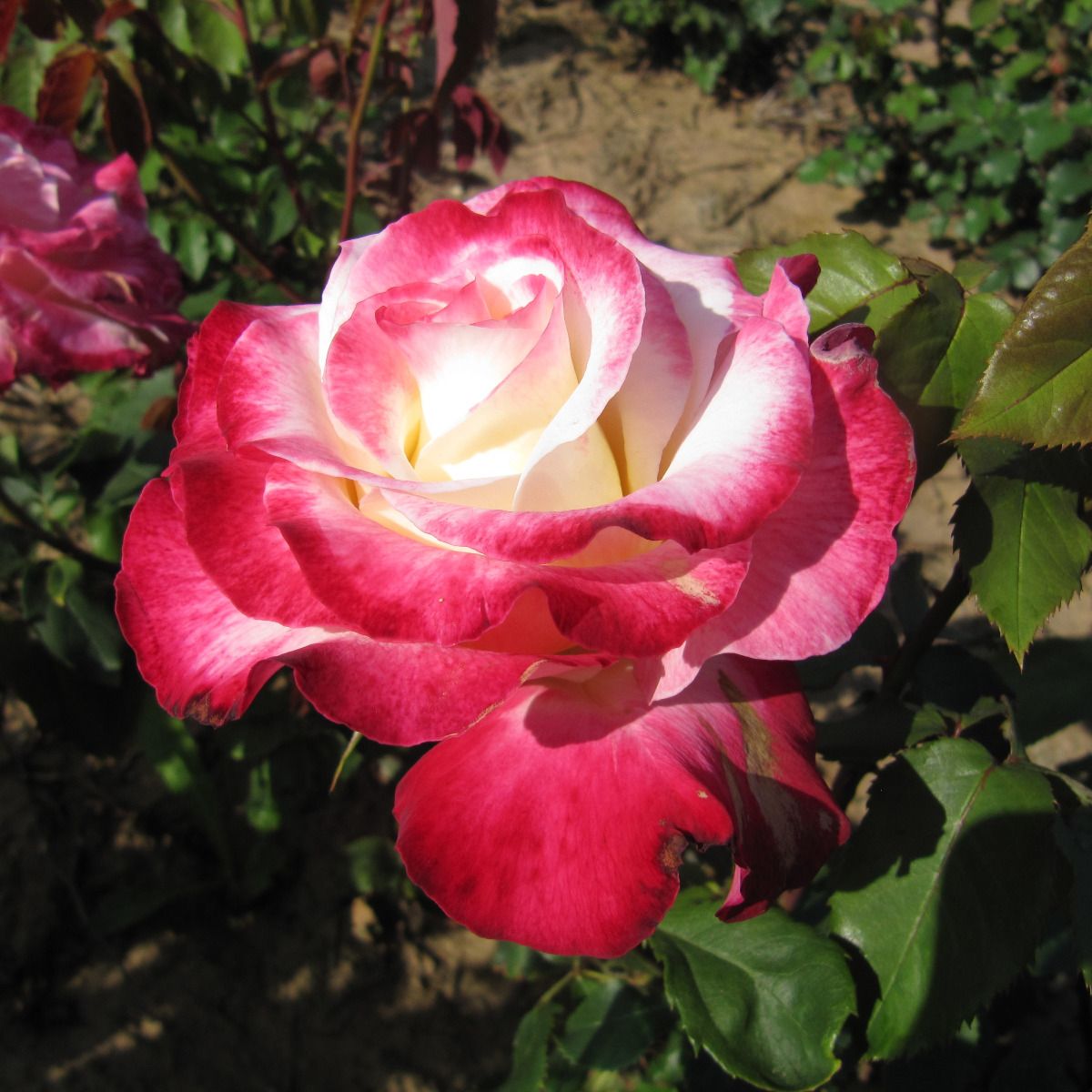 Double Delight - Hybrid Tea - Product Details