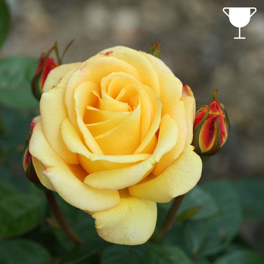 Arthur Bell - Climbing Rose - Product Details