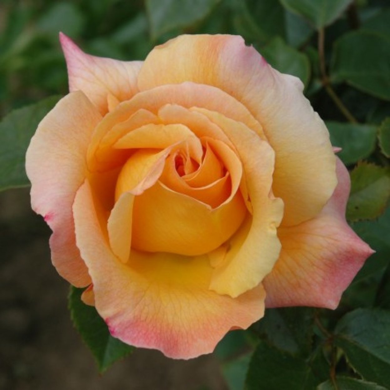 Della Balfour - Climbing Rose - Product Details