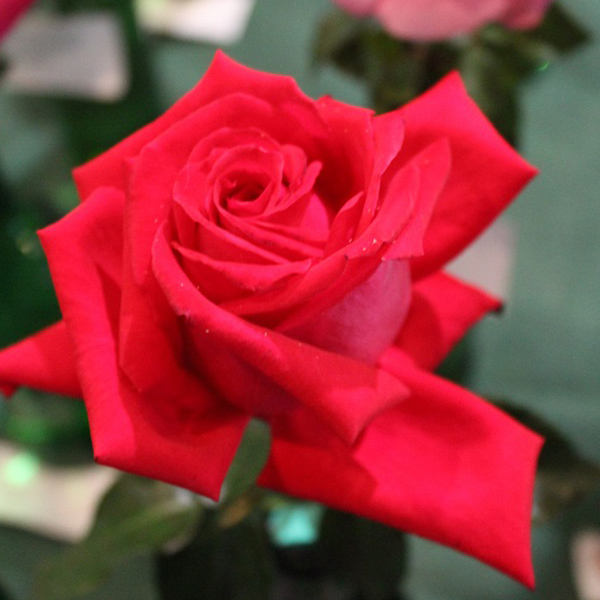 Red Devil - Hybrid tea - Product Details